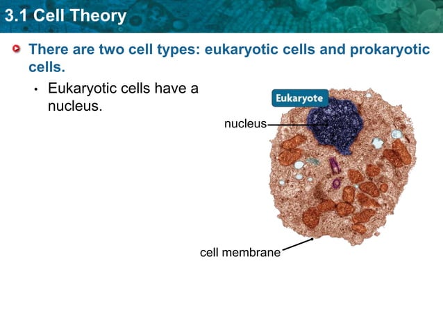 Unit 3 Cell Theory And Organelles | PPTX