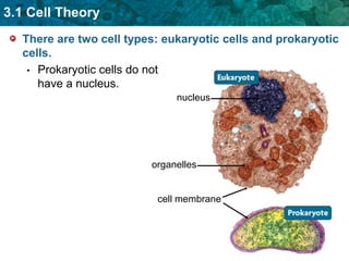 Unit 3 Cell Theory And Organelles | PPTX