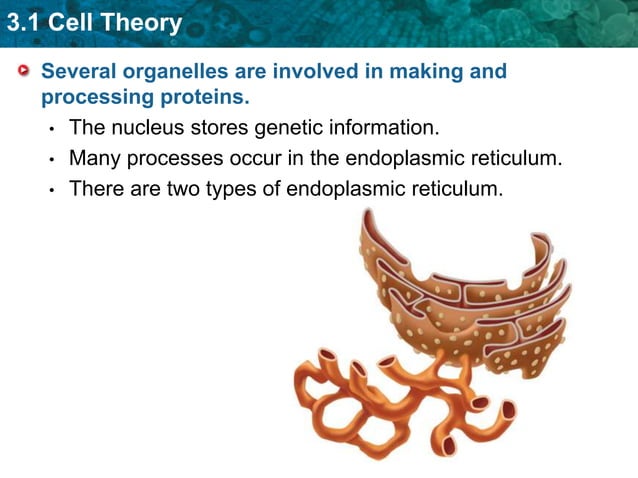 Unit 3 Cell Theory And Organelles | PPTX