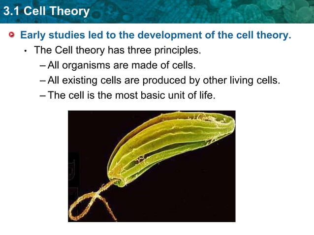 Unit 3 Cell Theory And Organelles | PPTX