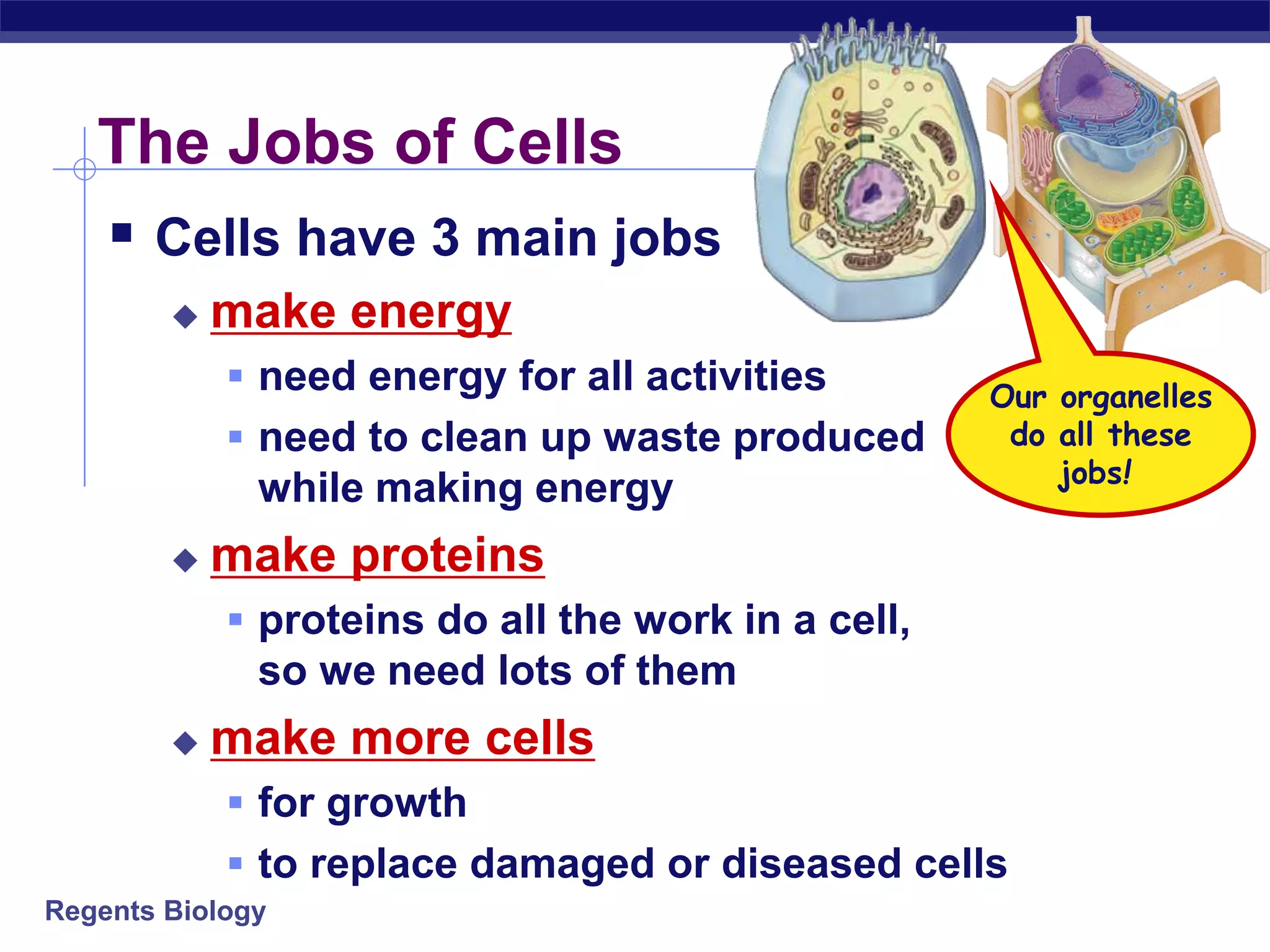 Unit 3 - Ch 7.3 Cell Organelles | PPSX