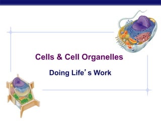 Unit 3 - Ch 7.3 Cell Organelles | PPSX