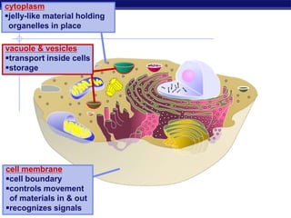 Unit 3 - Ch 7.3 Cell Organelles | PPSX