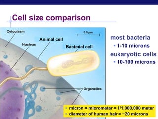 Unit 3 - Ch 7.3 Cell Organelles | PPSX