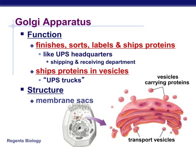 Unit 3 - Ch 7.3 Cell Organelles | PPT