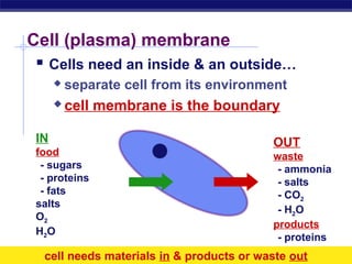 Unit 3 Ch 7.2 Cell Membranes | PPT