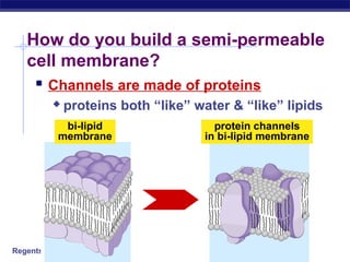 Unit 3 Ch 7.2 Cell Membranes | PPT
