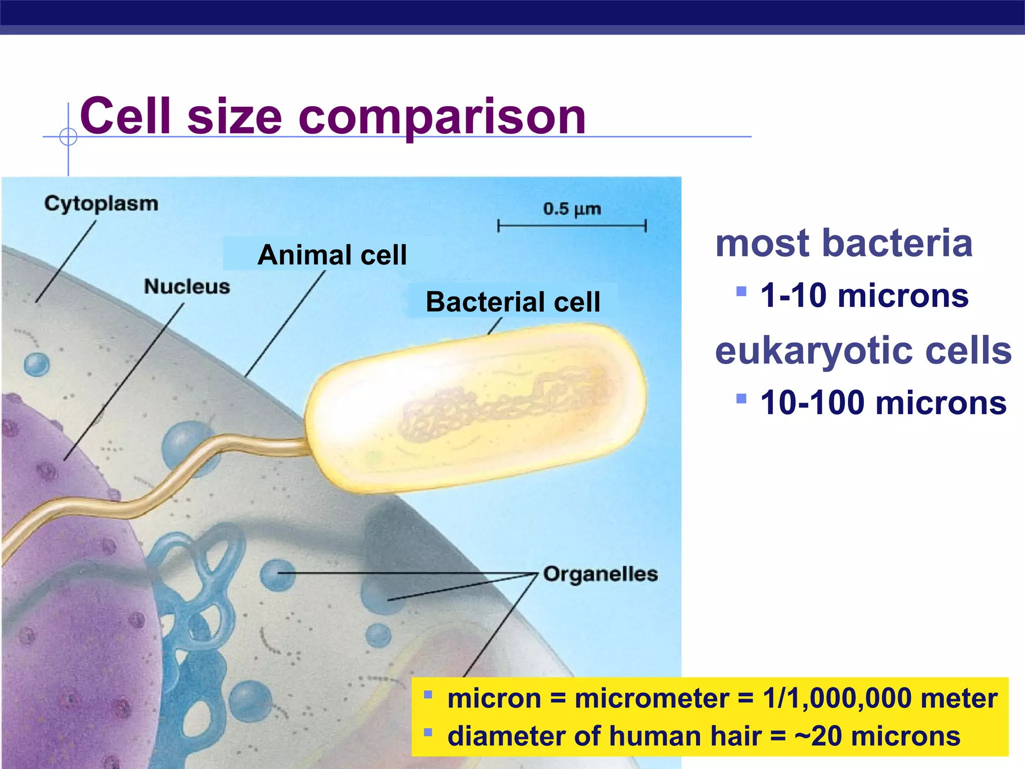 Unit 3 ch 7.3 cell organelles | PPT