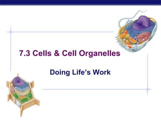 Unit 3 ch 7.3 cell organelles | PPT
