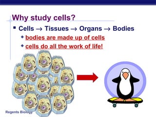 Unit 3 ch 7.3 cell organelles | PPT