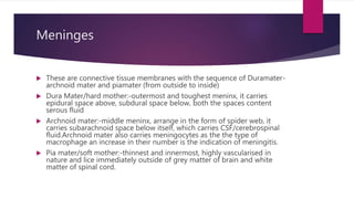 Central Nervous system CNS | PPT