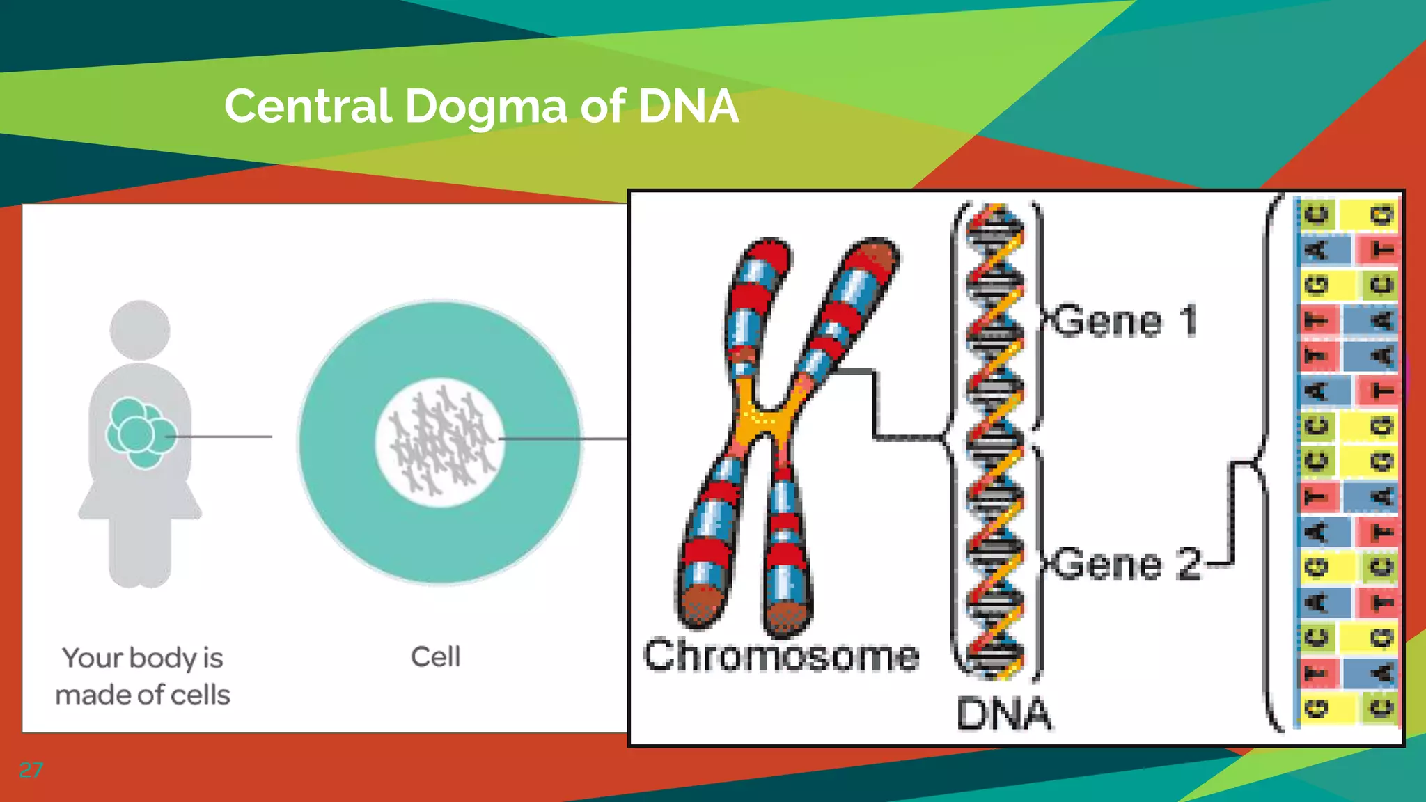 Unit 3 evolution of the sickest | PPT