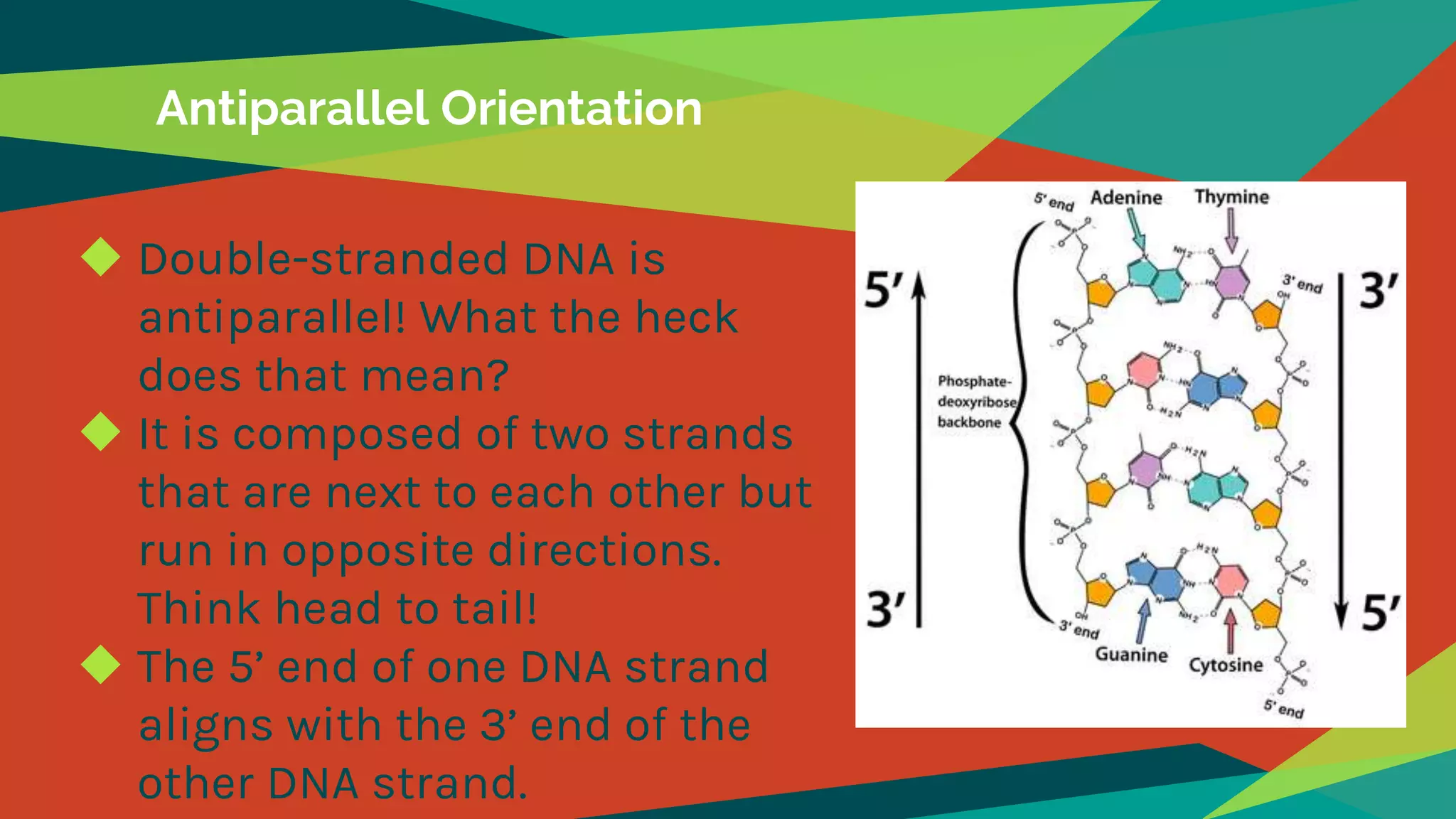 Unit 3 evolution of the sickest | PPT