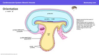 Unit 3 - Final.pdf embryology usmle bootcamp | PDF