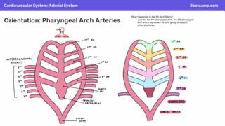 Unit 3 - Final.pdf embryology usmle bootcamp | PDF