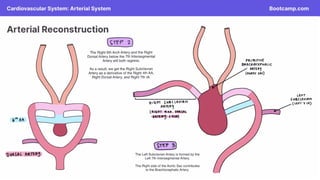 Unit 3 - Final.pdf embryology usmle bootcamp | PDF