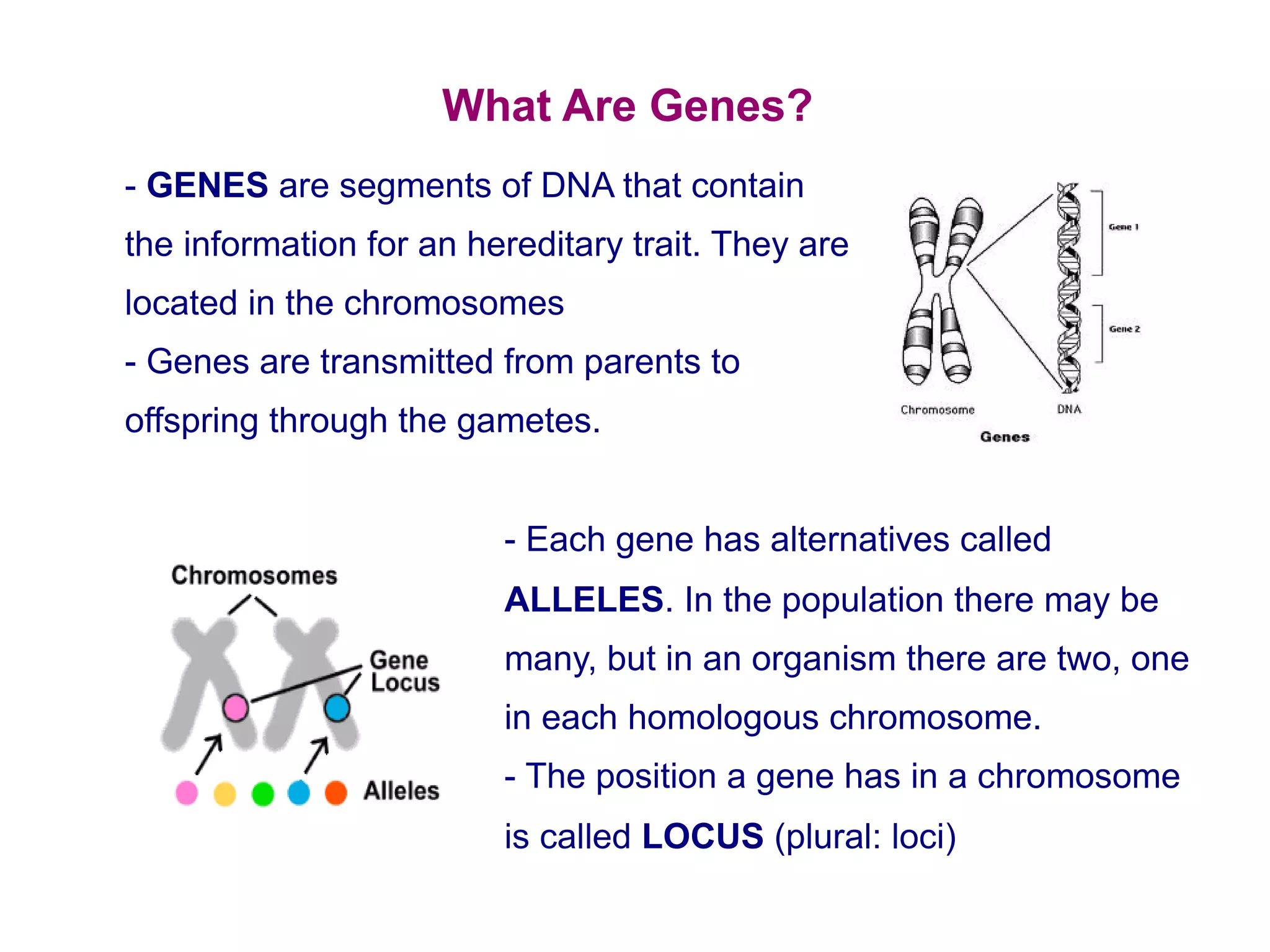 Unit3 genetics | PDF
