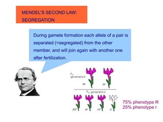 Unit3 genetics | PDF