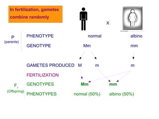 Unit3 genetics | PPT