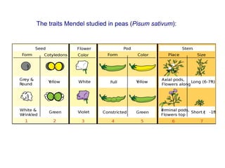 Unit3 genetics | PPT