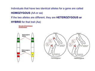 Unit3 genetics | PPT