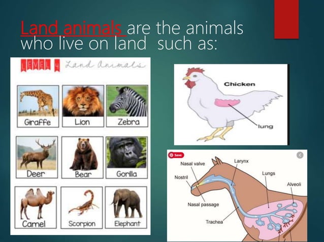 Unit3 lesson 2 | PPT