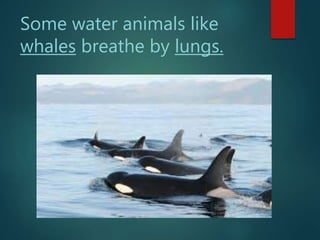 Unit3 lesson 2 | PPT