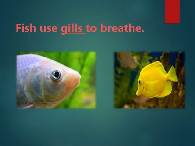 Unit3 lesson 2 | PPT