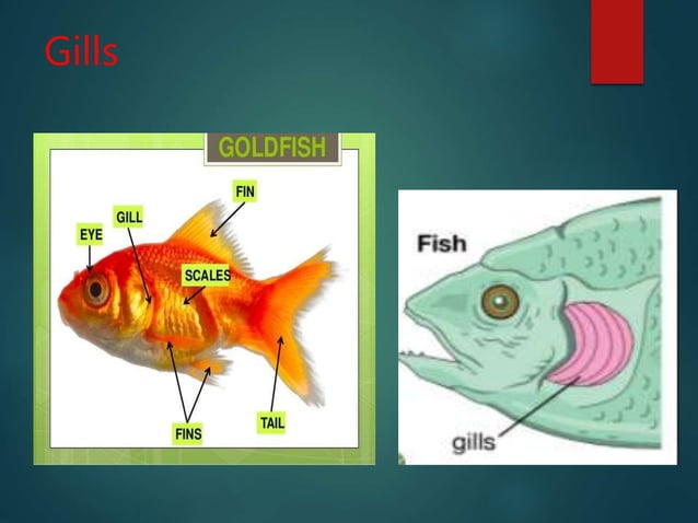 Unit3 lesson 2 | PPT