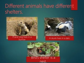 Unit3 lesson 2 | PPT