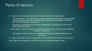 Nervous System | PPTX