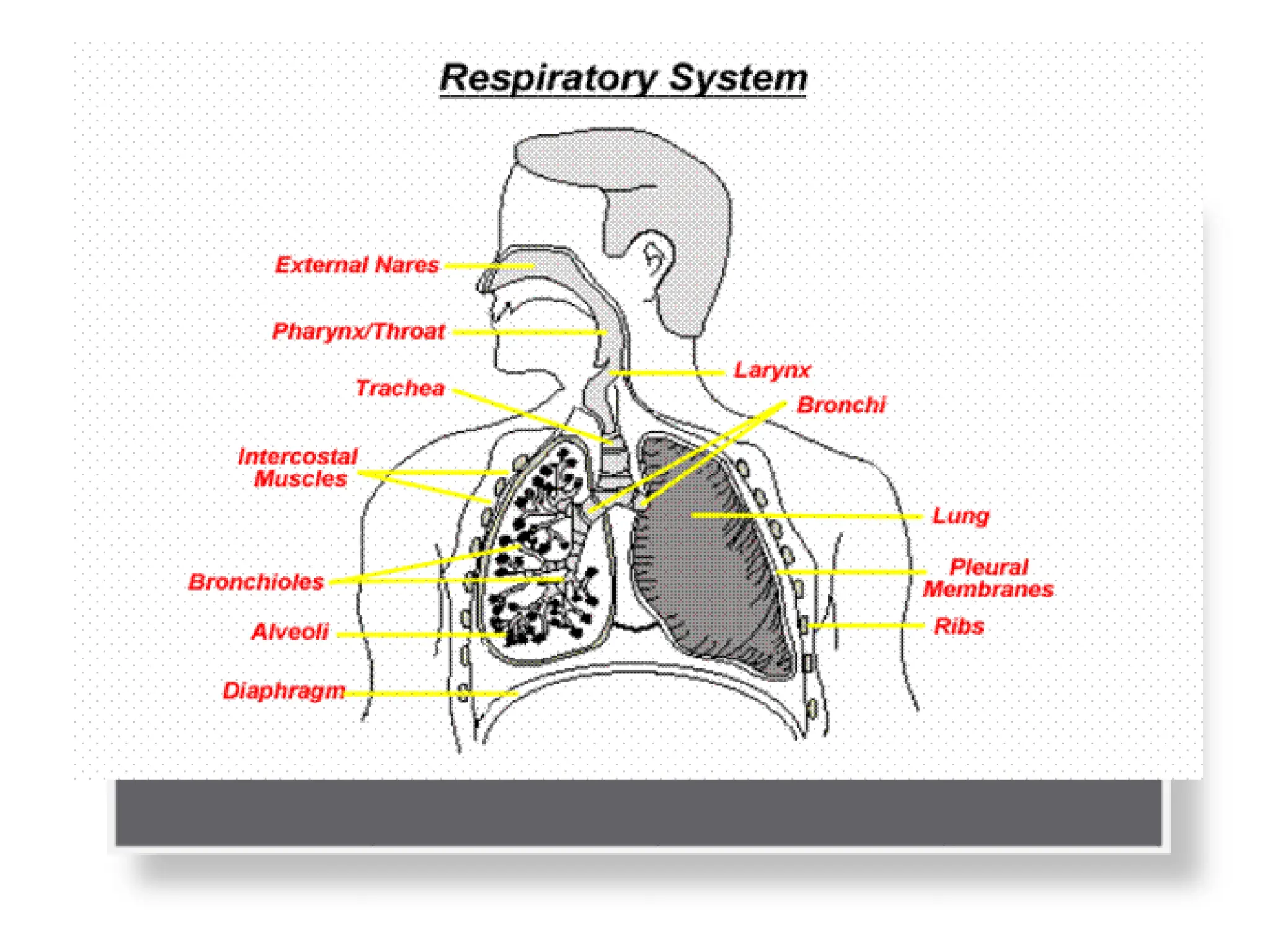 UNIT 3-Respiratory System bpharm semester 2 | PPT | Ear, Nose and ...