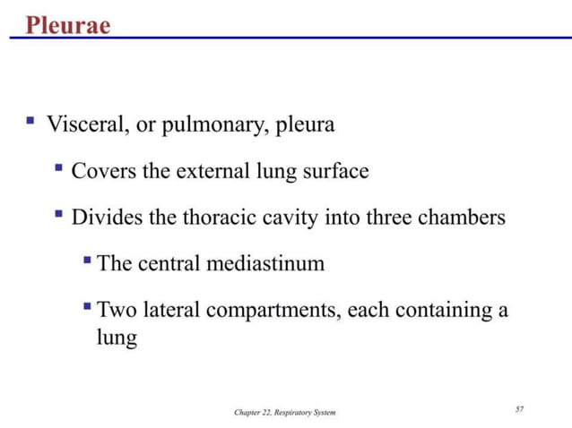 UNIT 3-Respiratory System bpharm semester 2 | PPT | Ear, Nose and ...
