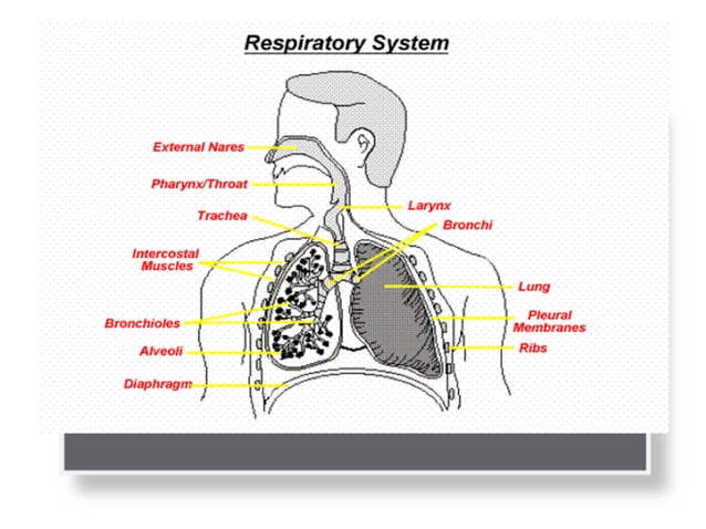 UNIT 3-Respiratory System bpharm semester 2 | PPT | Ear, Nose and ...