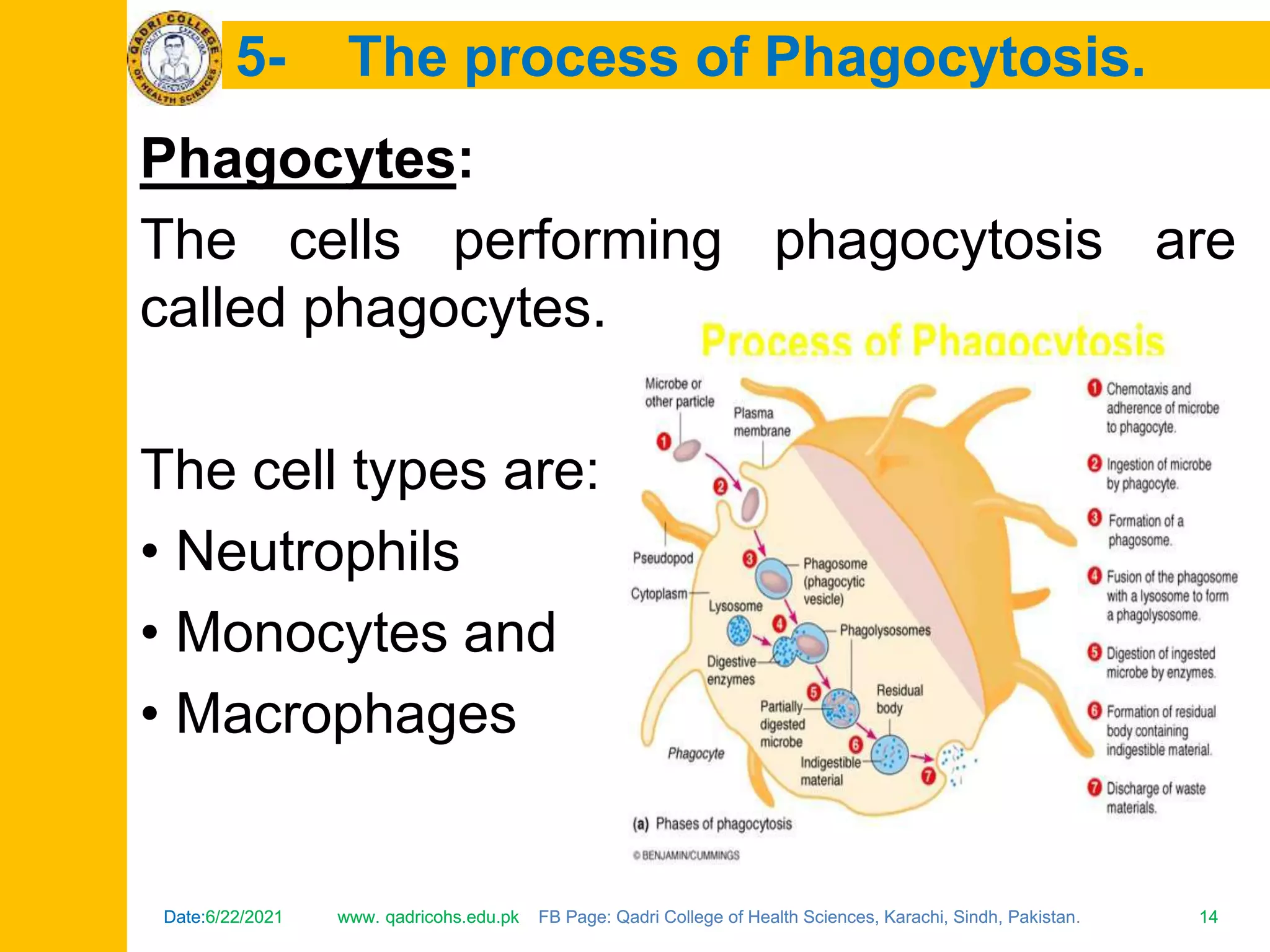 functions of skin, mucous membrane, types of immunity, phagocytosis | PPT
