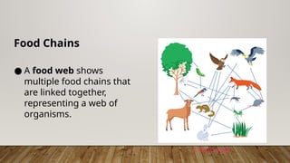 Unit 33 The Principles of the Ecosystem 4.pptx