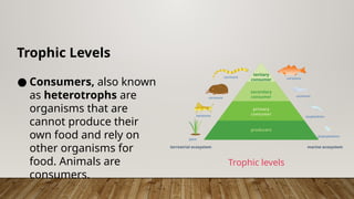 Unit 33 The Principles of the Ecosystem 4.pptx