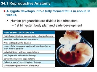 Unit 34 Reproductive System | PPTX