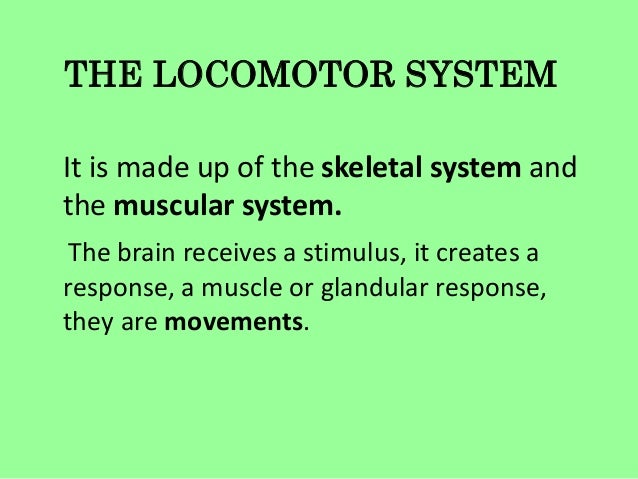 Unit 3 6th: The locomotor system
