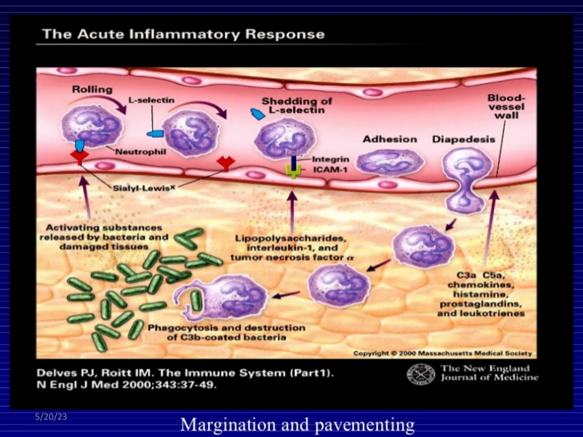 unit 3 Acute & Chronic Inflammation (1).pdf
