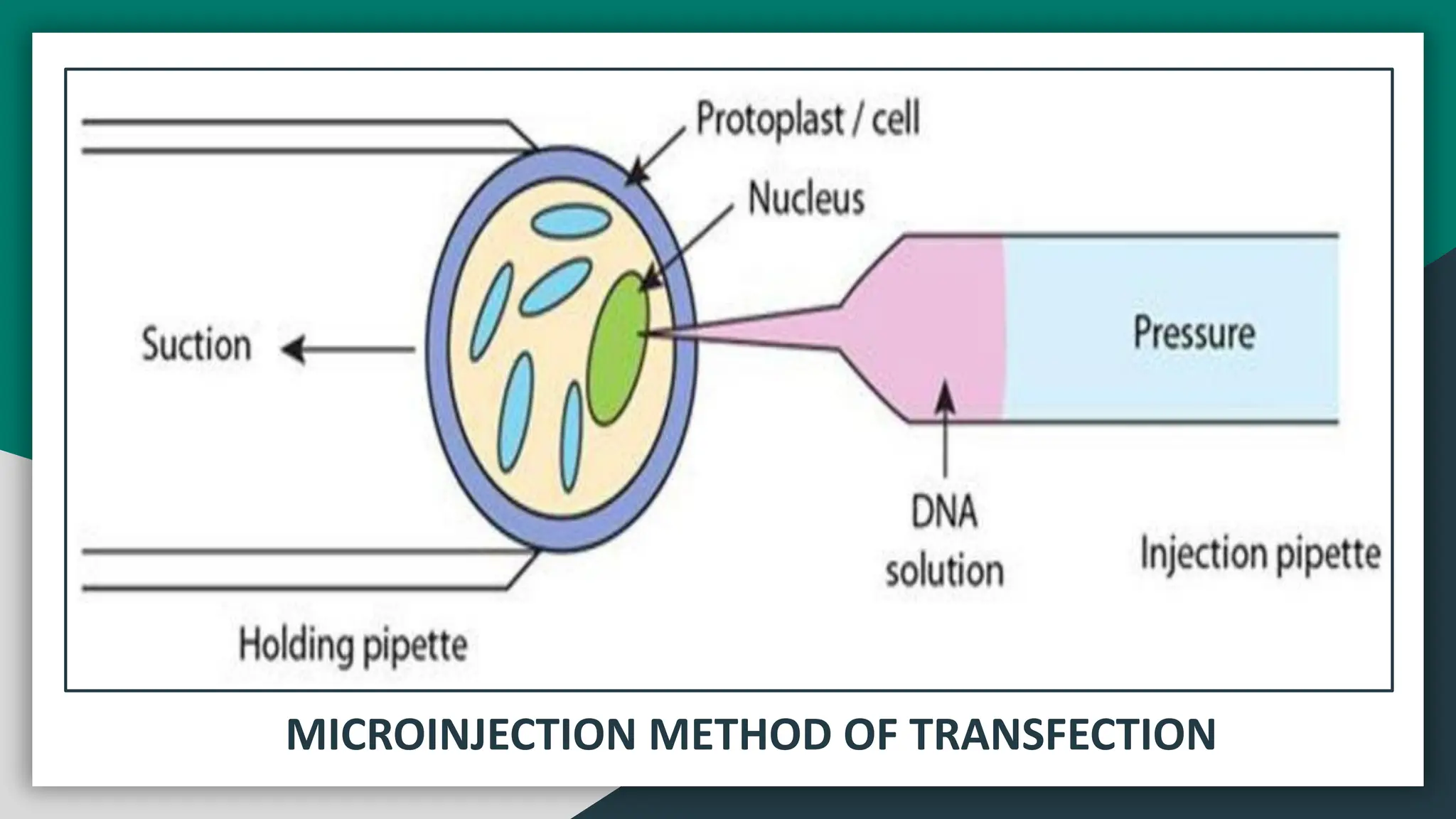 Physical Method of Transfection are described.pdf