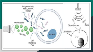 Physical Method of Transfection are described.pdf