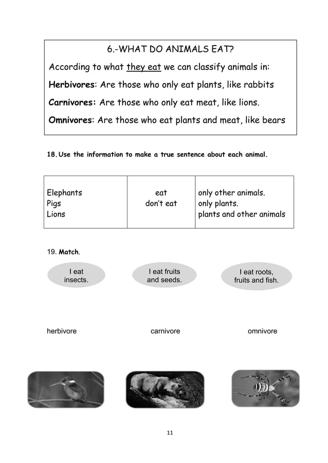 Unit 3 animals | PDF | Birds | Pets