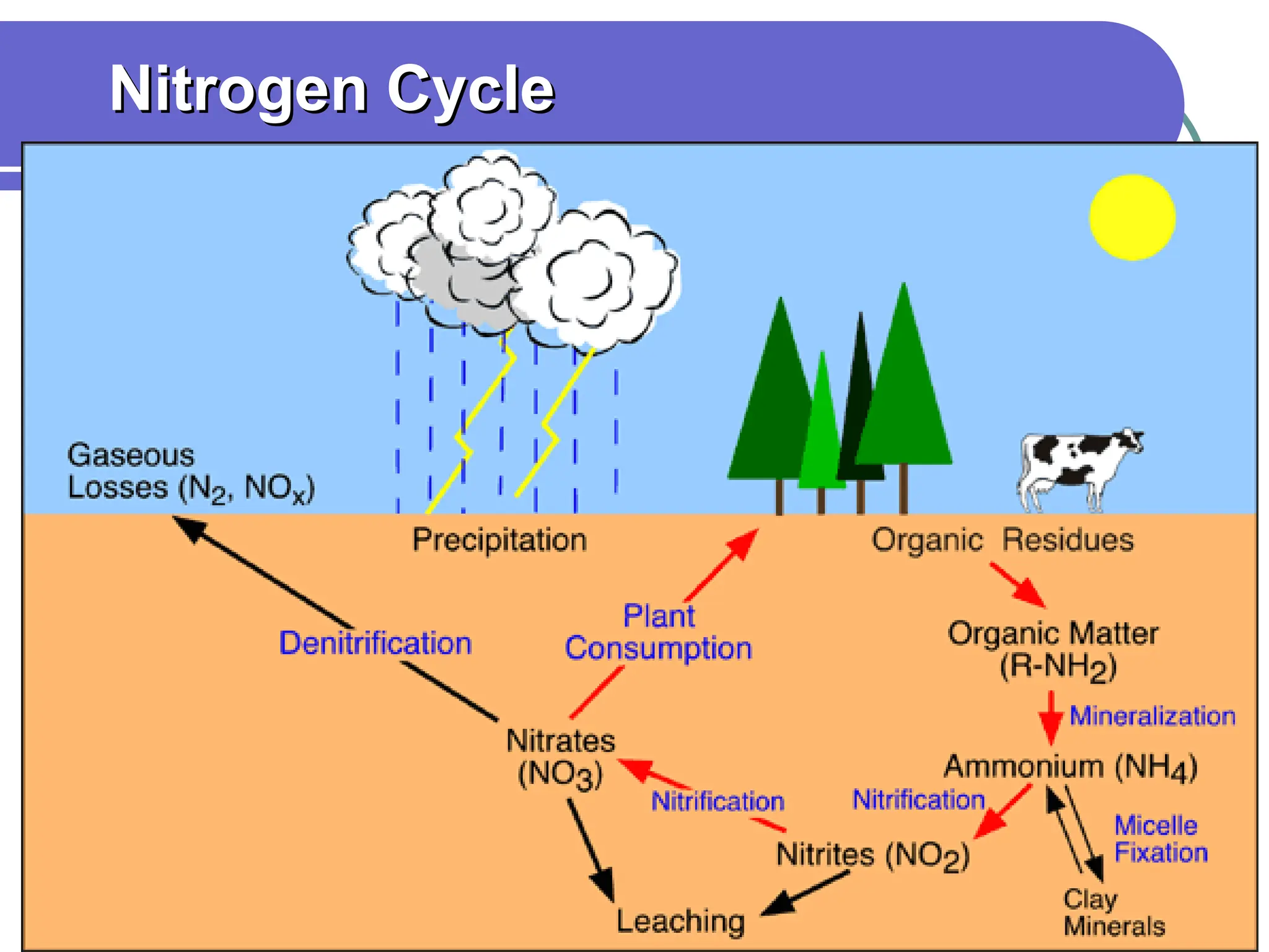 Unit 3B - Nitrogen Cycle (1).........ppt