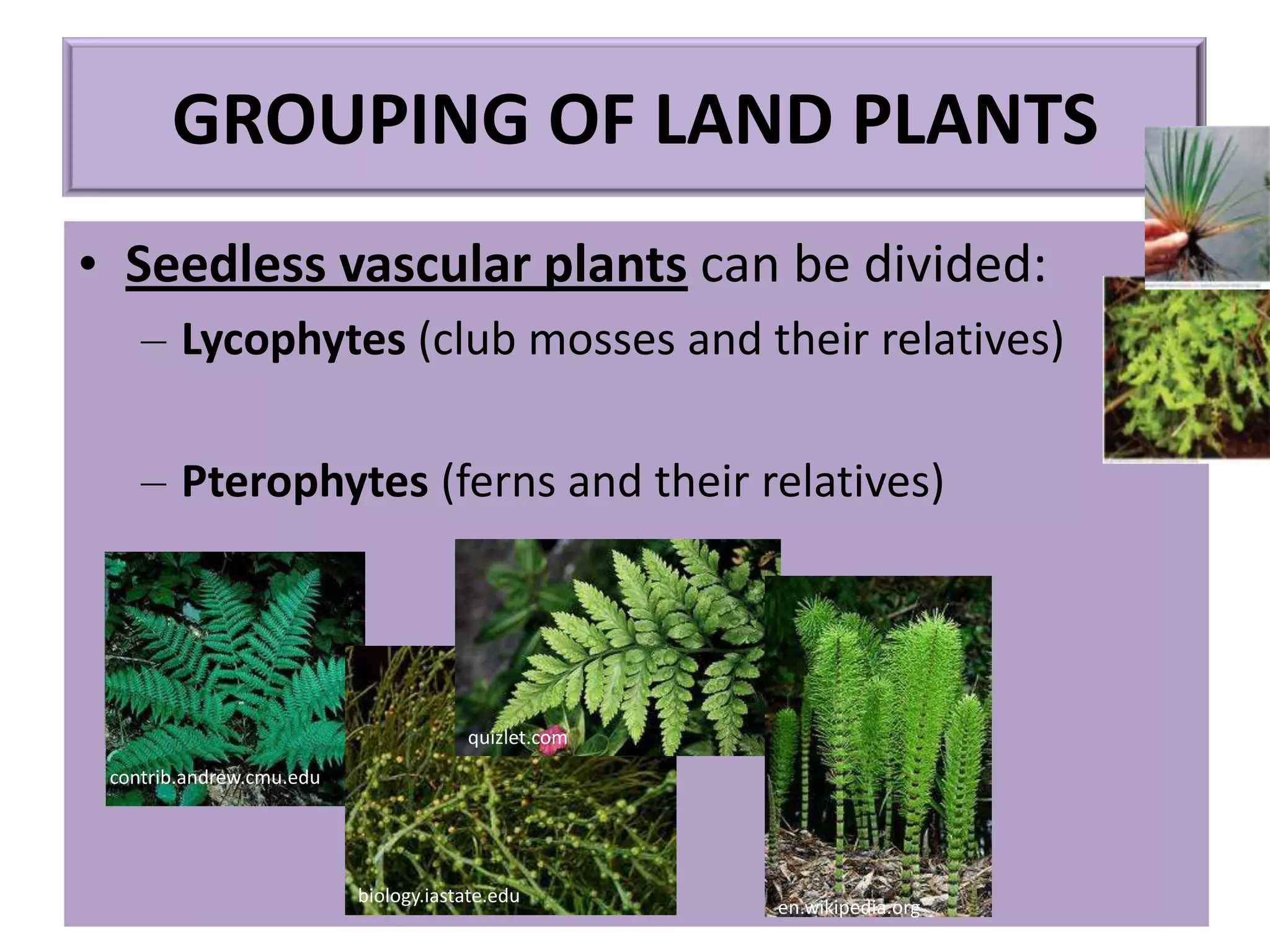 Unit 3 biodiversity of plants | PPT