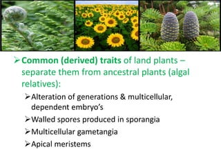 Unit 3 biodiversity of plants | PPT