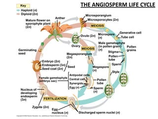 Angiosperm Life Cycle Pearson