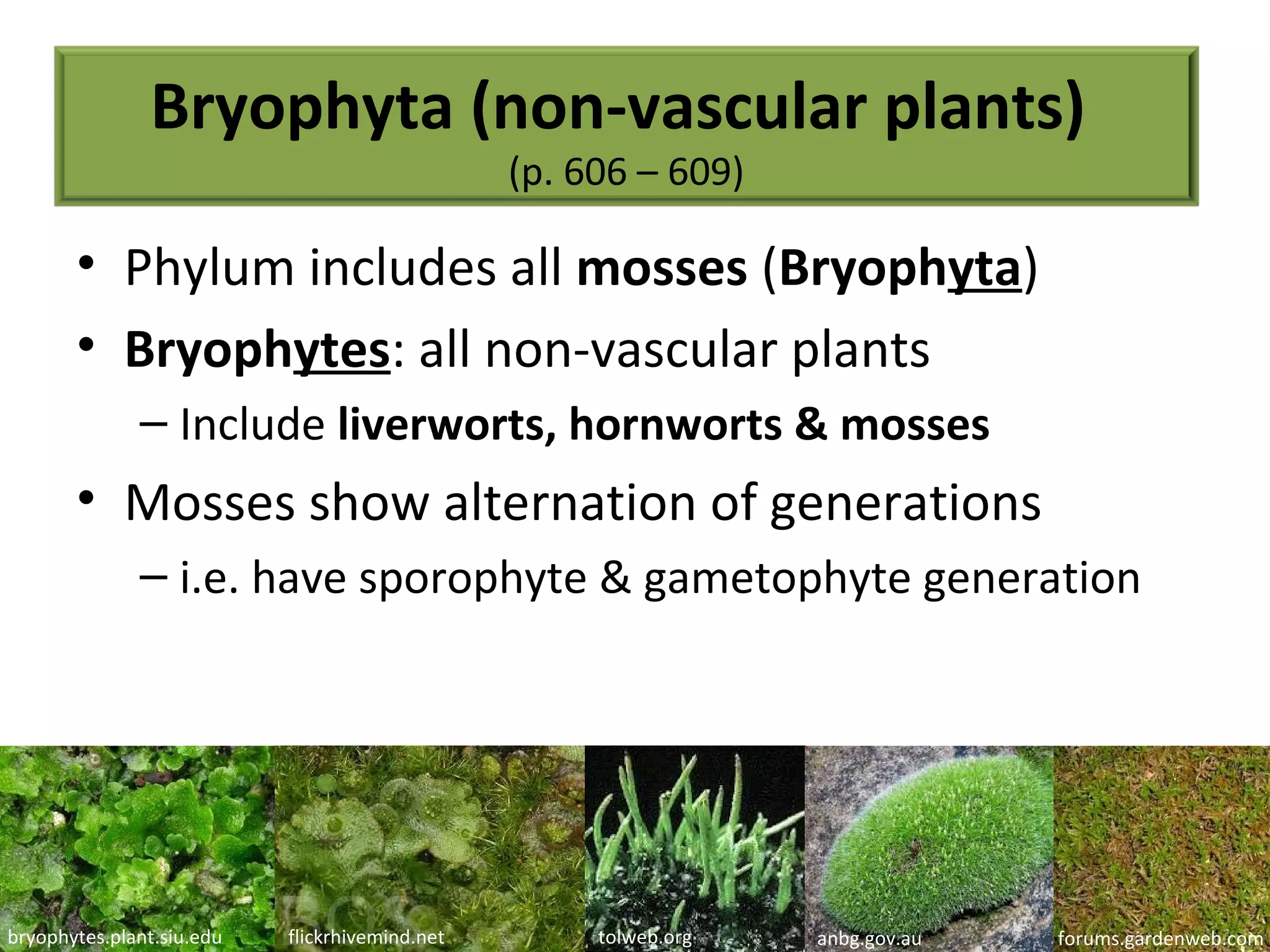biodiversity of plants | PPT
