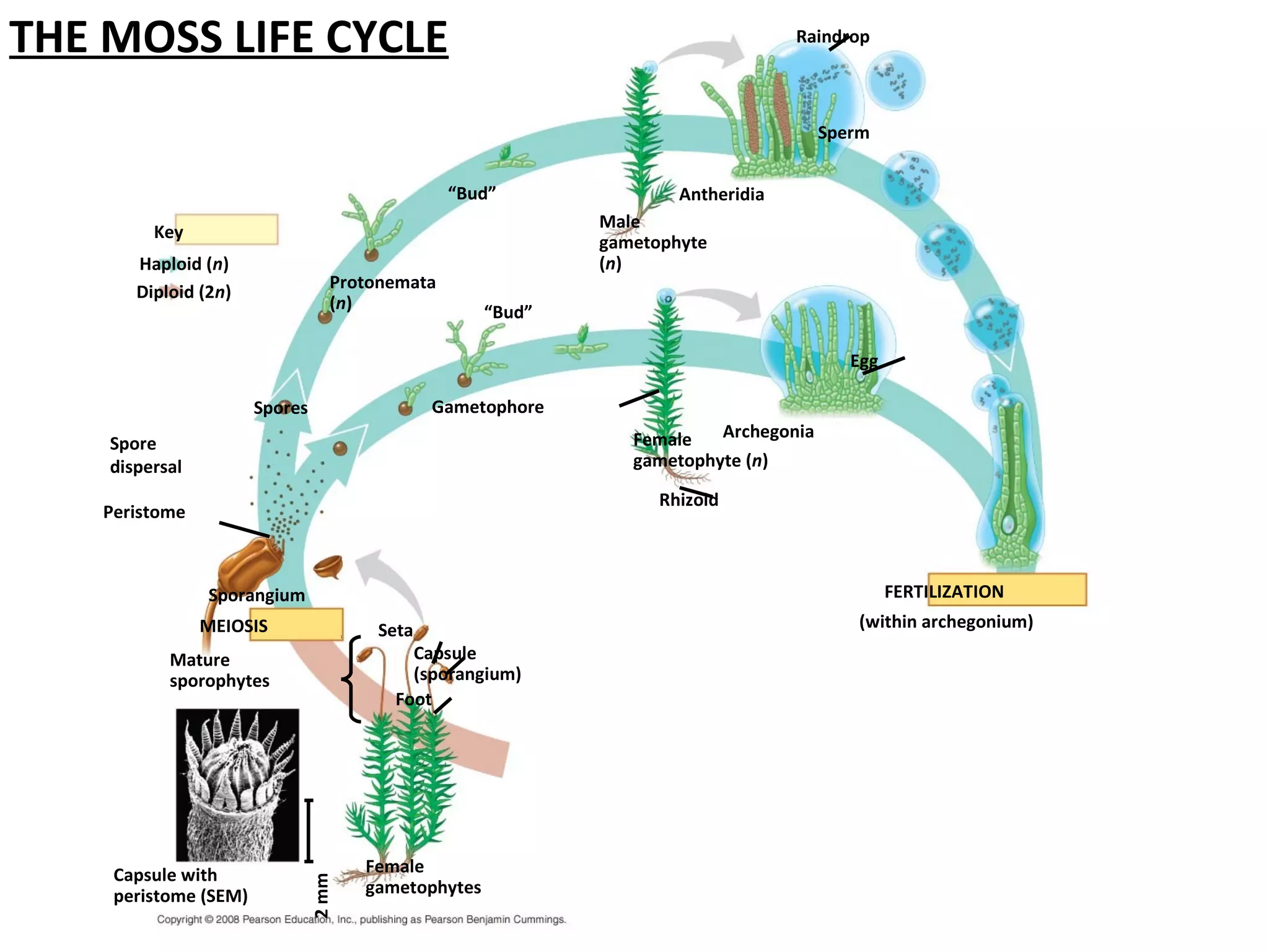 biodiversity of plants | PPT