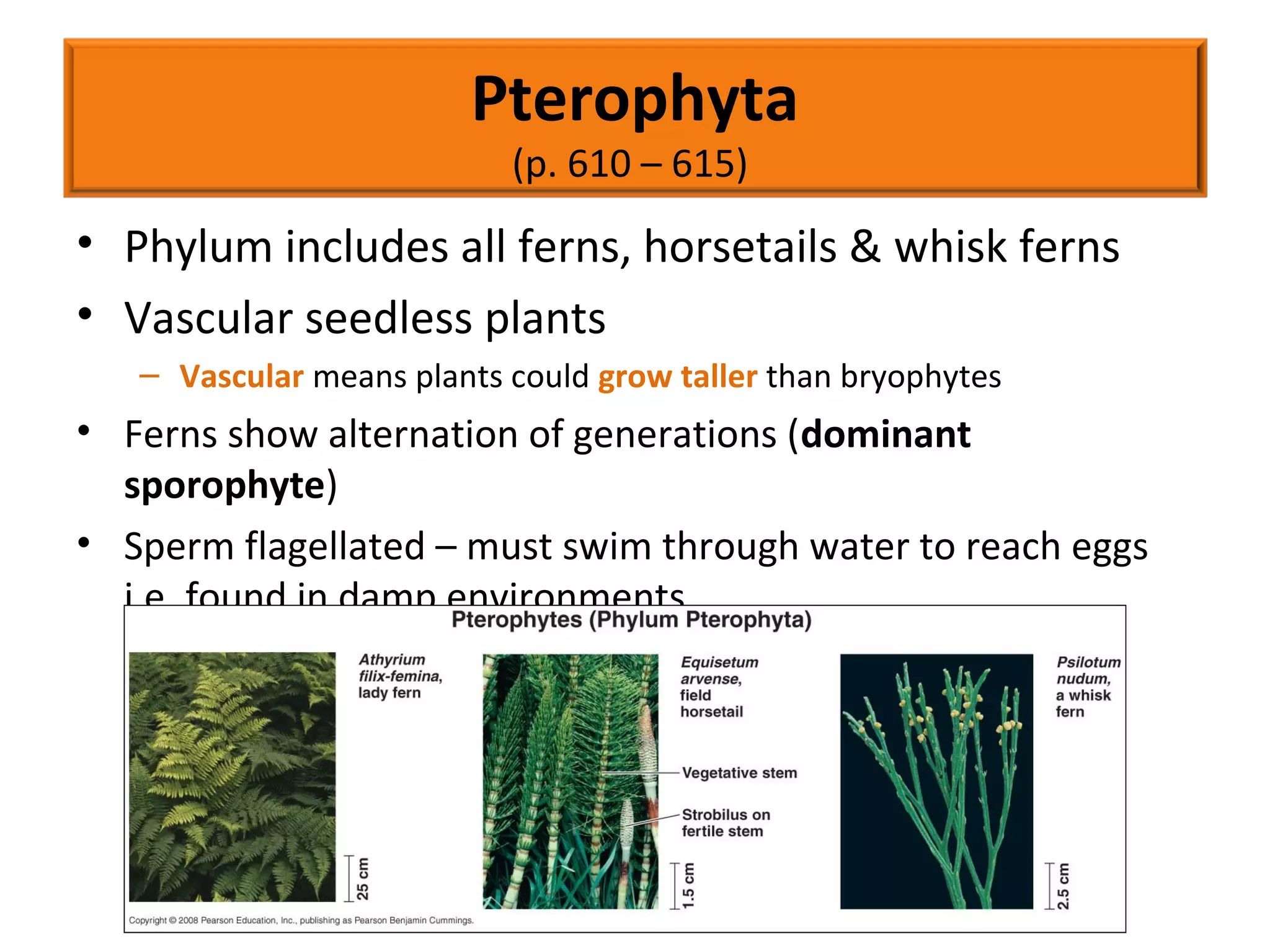 biodiversity of plants | PPT